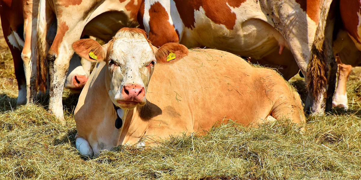 Tome un cuidado adicional con los animales postrados - BM Editores