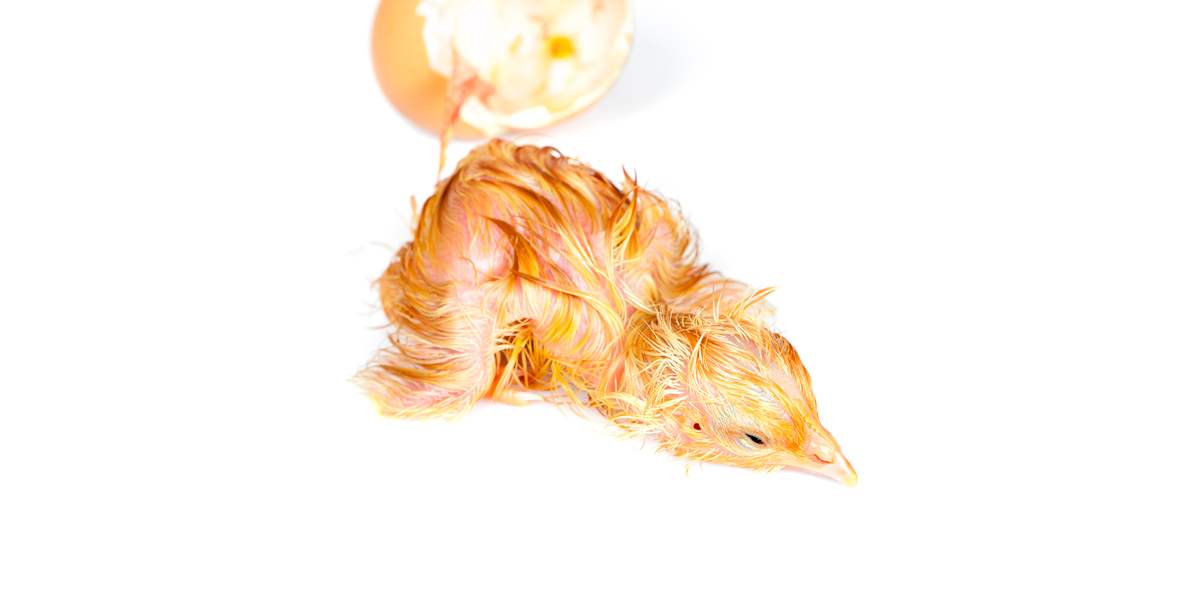 Estrategias de alimentación en la primera semana de vida del pollito ...