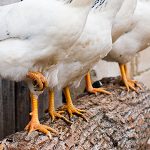 Patas Verdes - BM Editores