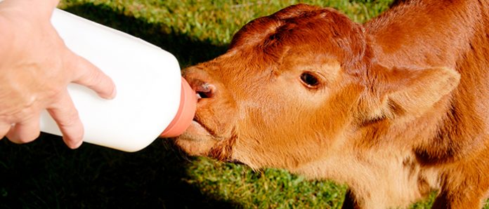 El Uso De Tilmicosina para el Control del Complejo Respiratorio Bovino ...