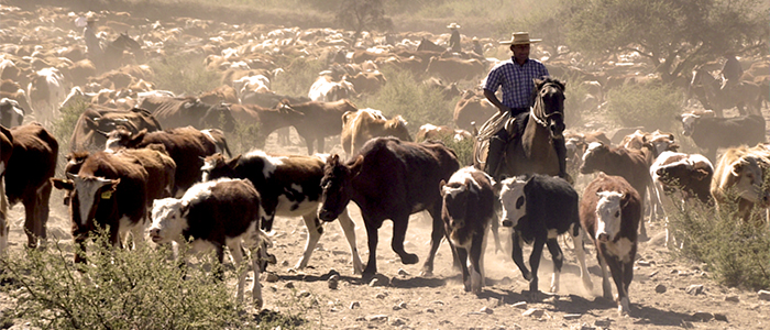 Animales De Granja En La época Colonial