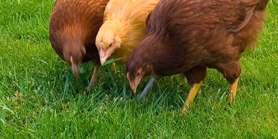 Bienestar animal en la avicultura orgánica - BM Editores