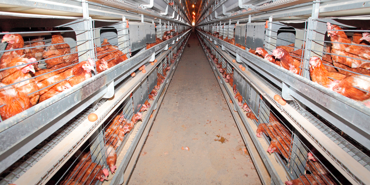 Importancia de la avicultura productora de huevo - BM Editores