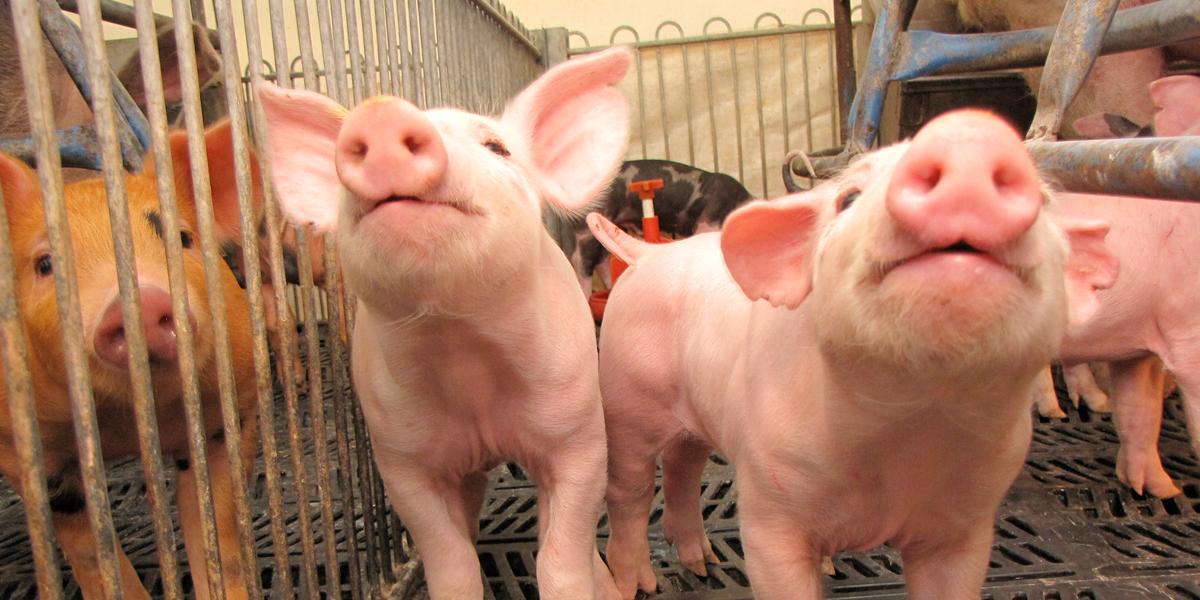 Una Lesión: poliserositis - BM Editores