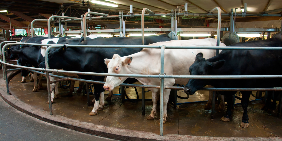 Los MVZ son parte fundamental en el combate y control del COVID-19 - BM ...