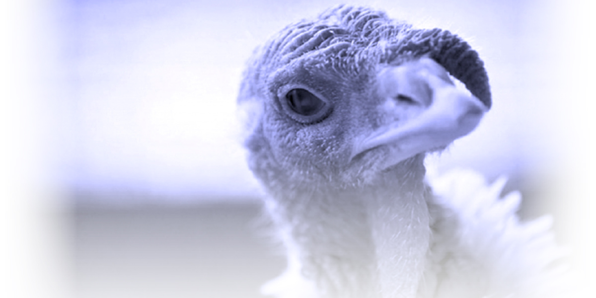 Coriza infecciosa aviar en guajolotes - BM Editores