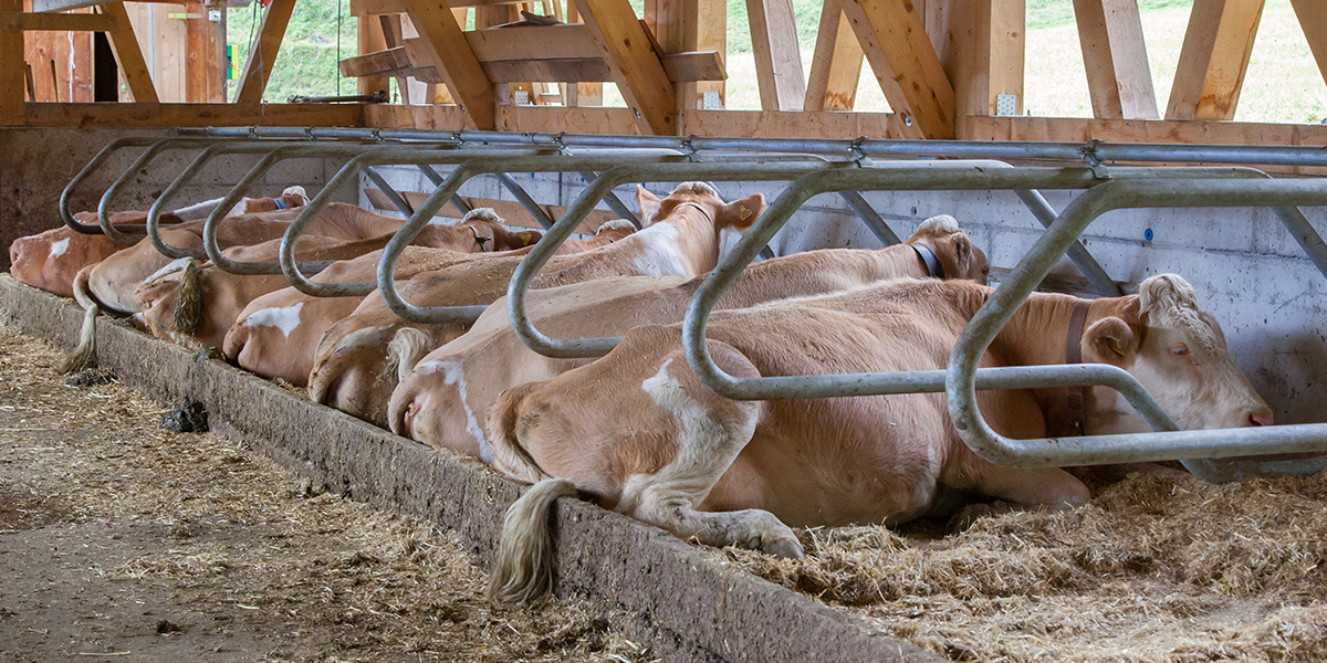 Convoca CNOG una alianza con el gobierno federal para fortalecer el ...
