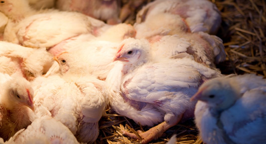 AviPro Salmonella DUO - BM Editores