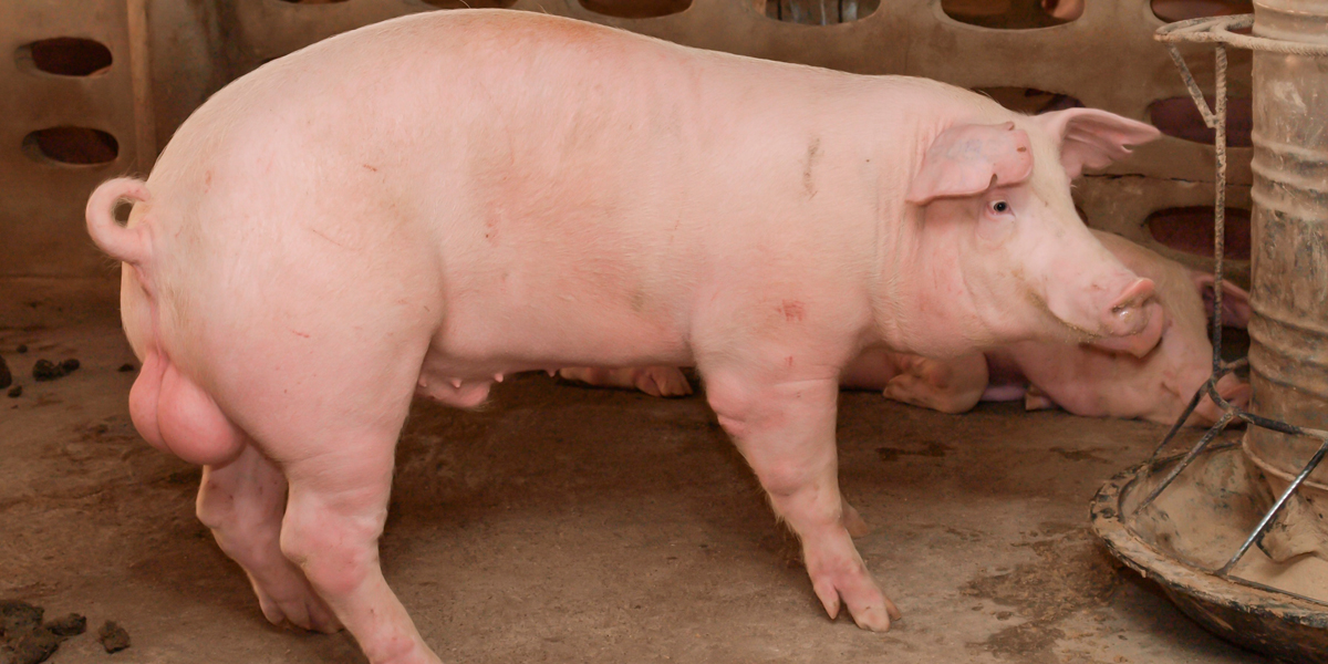 Problemas comunes que pueden ser causa de desecho verracos - BM Editores