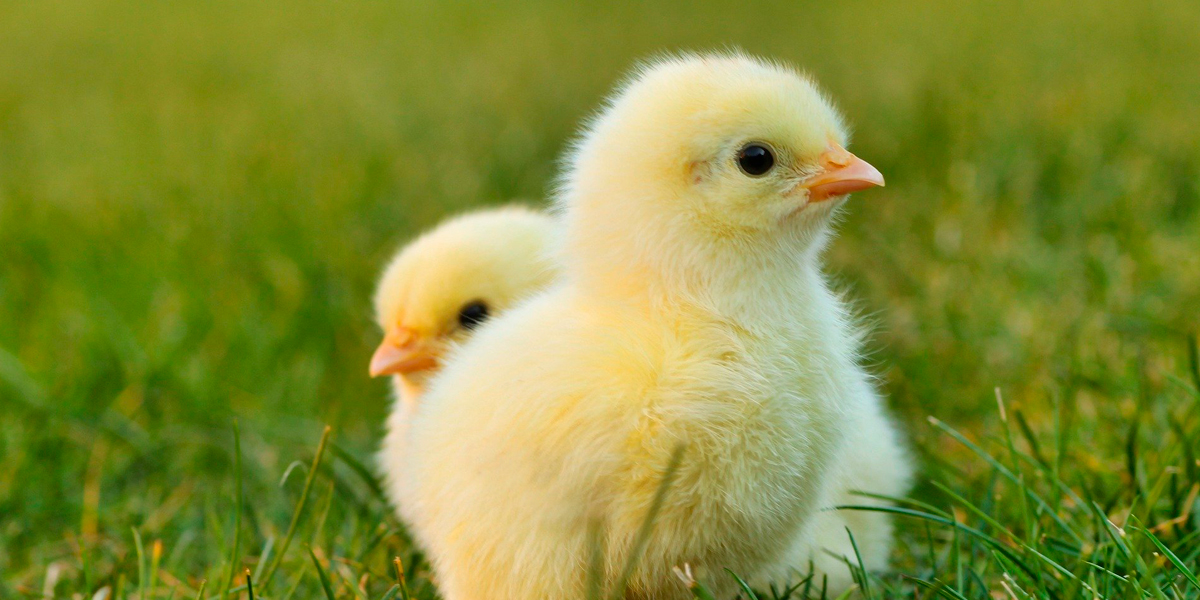 Puntos a considerar para la mejor productividad y bienestar de las Aves ...
