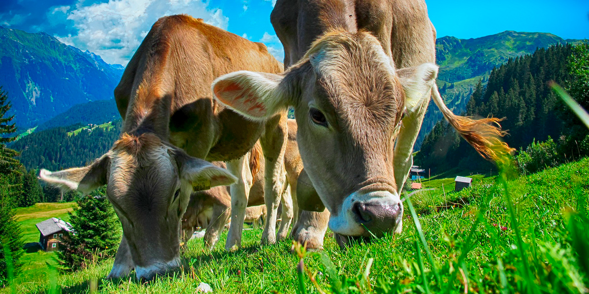 Bienestar animal y buenas practicas pecuarias impresindibles para el manejo animal integrado ...