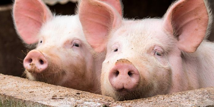 El comedero: Parte fundamental para un buen desempeño productivo del ...