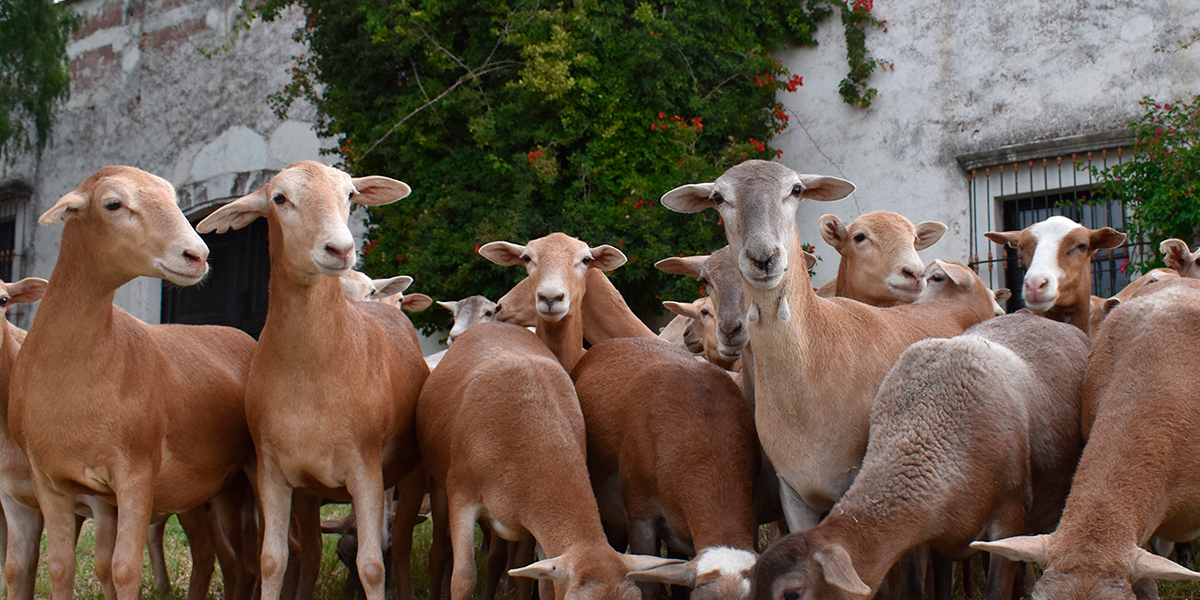 Efecto del forraje de alfalfa en la carne de corderos Katahdin con ...