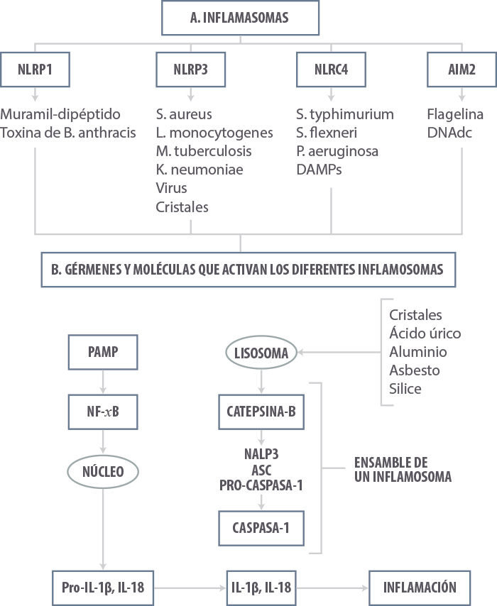 ¿Inflamarse o no inflamarse? Esa es la cuestión - BM Editores