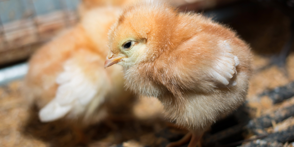 Nutrición de la pollita de reemplazo - BM Editores