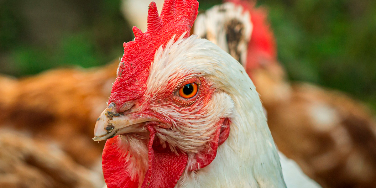 Fisiopatología del sistema linfoide de las aves - BM Editores