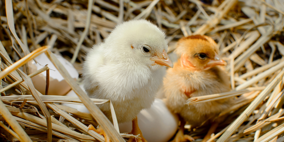 Recibiendo al pollito - BM Editores