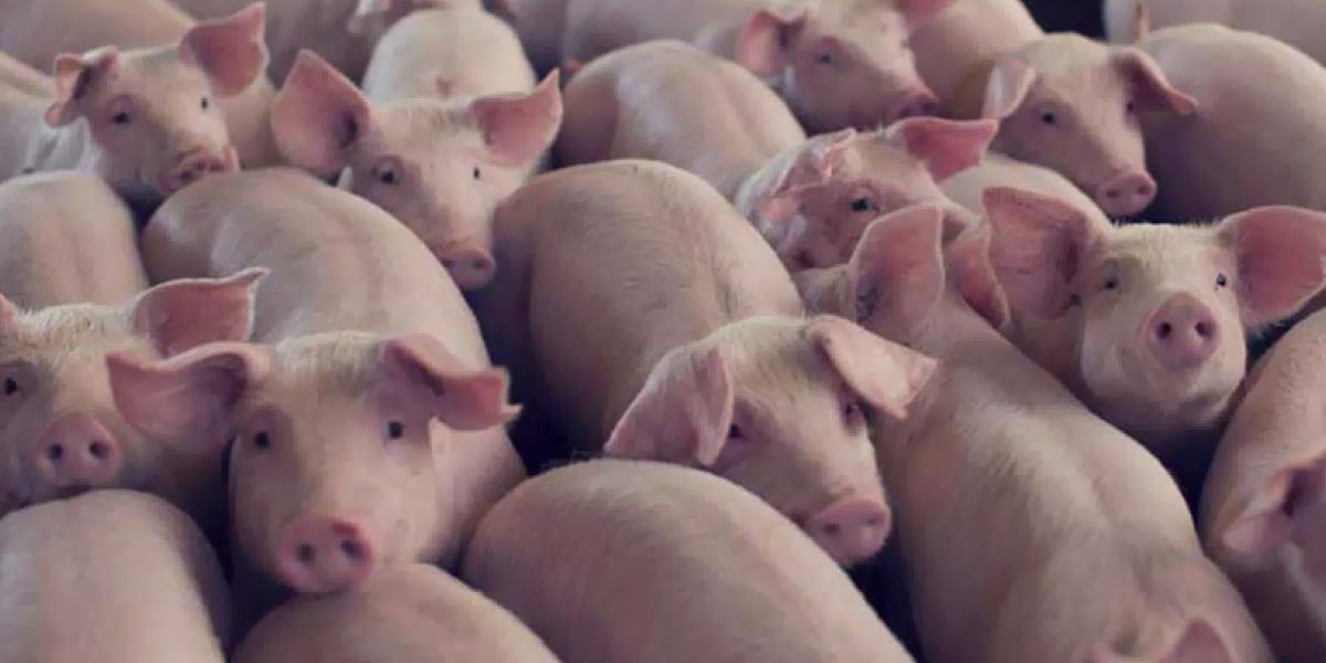 6 Claves de la porcicultura que viene - BM Editores