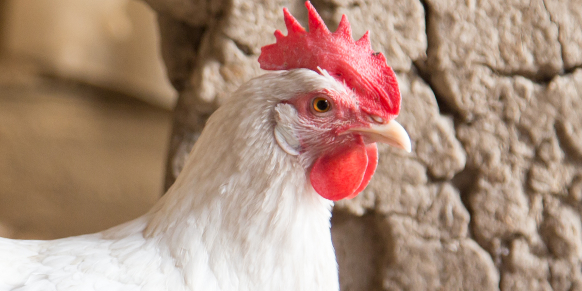 Anatomía De La Cabeza Del Gallo