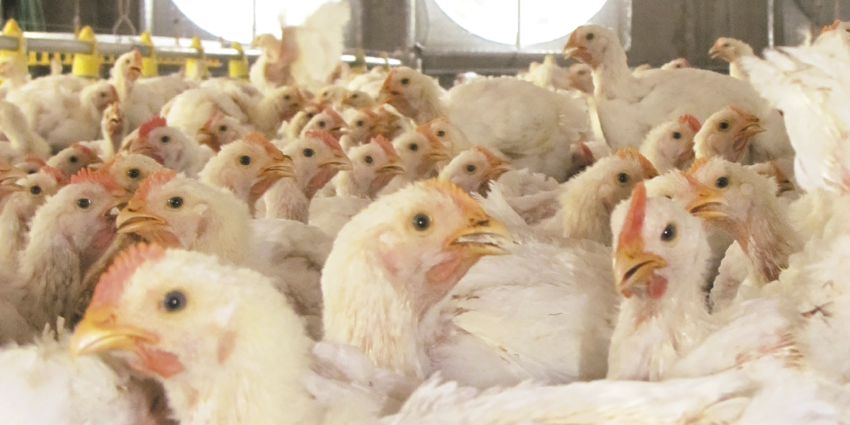 Pueden Los Perros Contraer Coccidios De Los Pollos