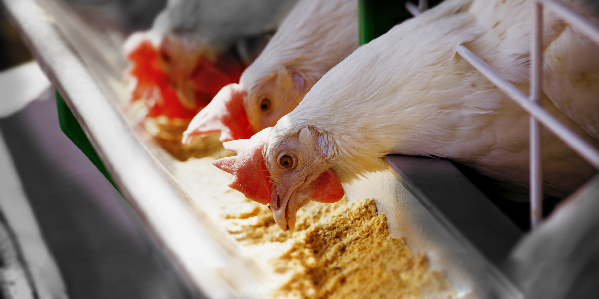 Cuidado de la salud intestinal con butirato sódico - BM Editores