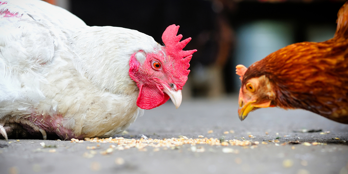 Diagnóstico de inmunodepresión en aves - BM Editores