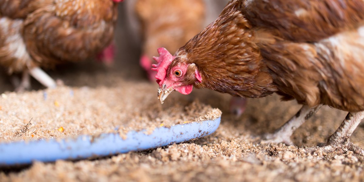 Control de la aflatoxicosis en la producción de pollos de engorde y ...