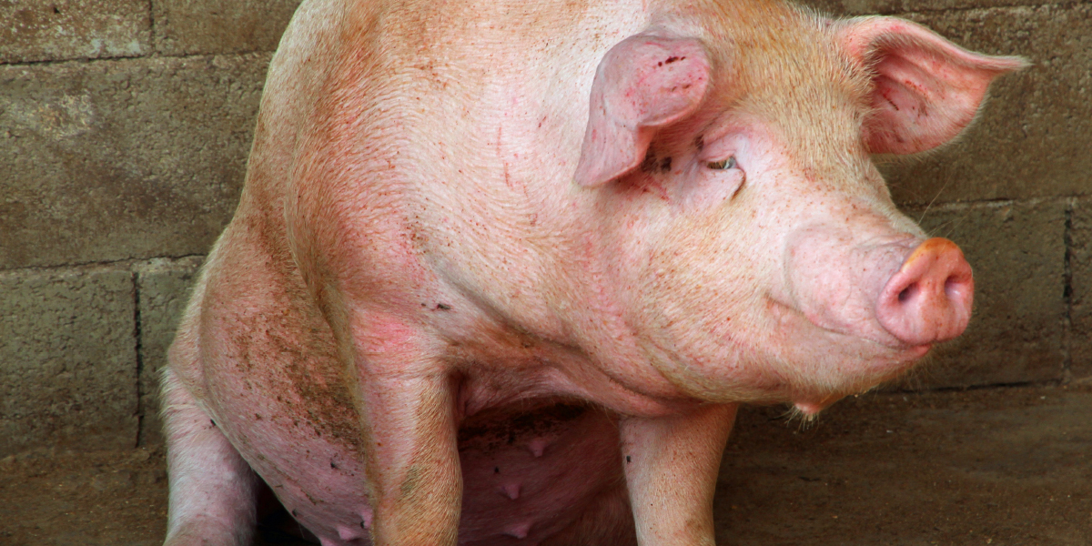 Factores que disminuyen la capacidad reproductiva de la cerda nulípara ...