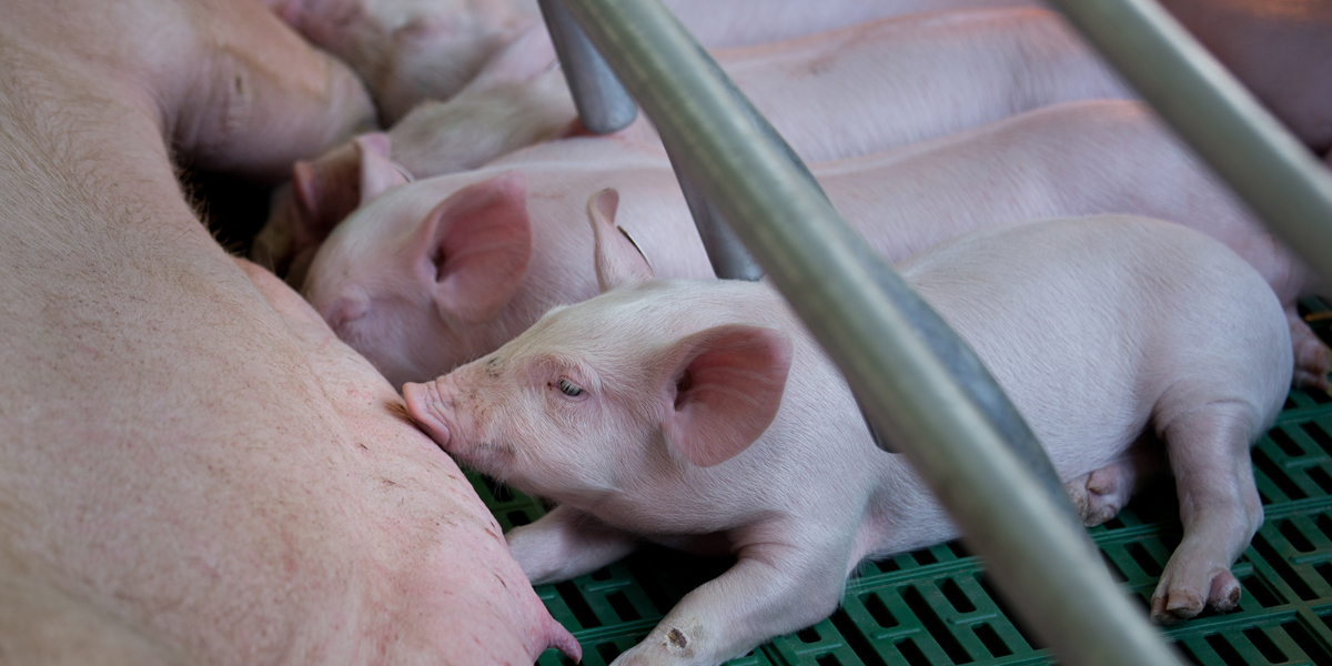 Causas y puntos clave en la reducción de la tasa de mortalidad neonatal ...