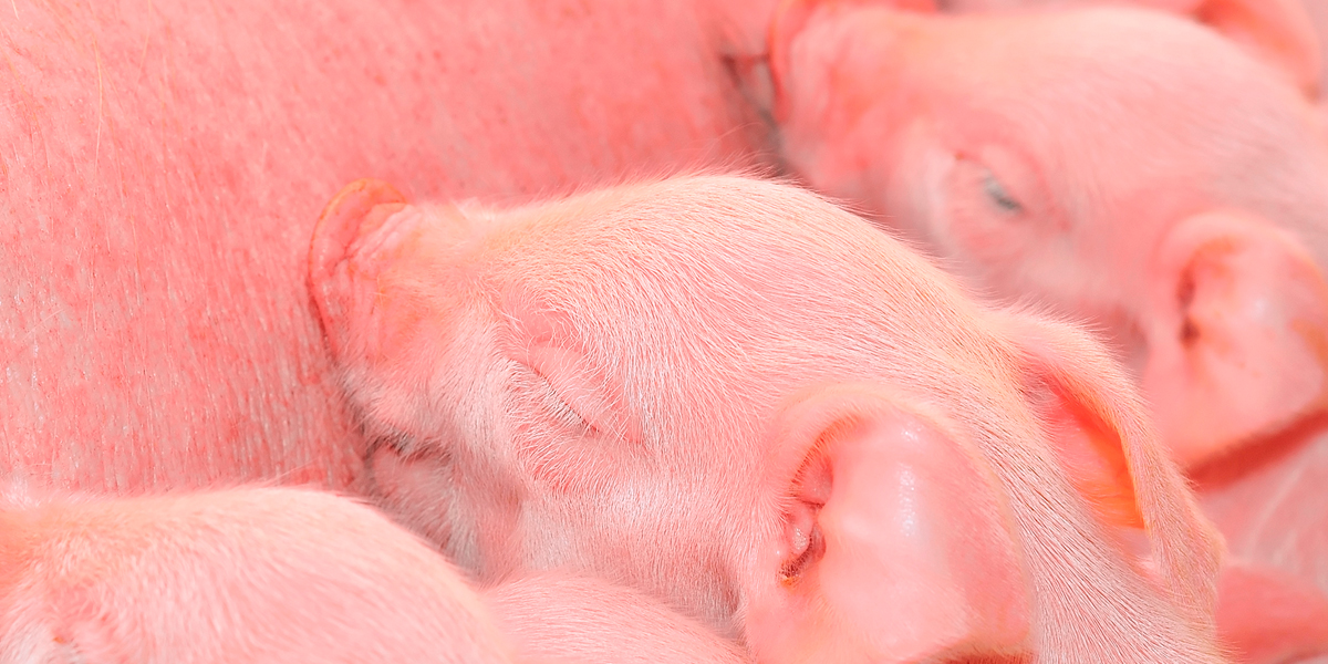 Secado de lechones al nacimiento - BM Editores