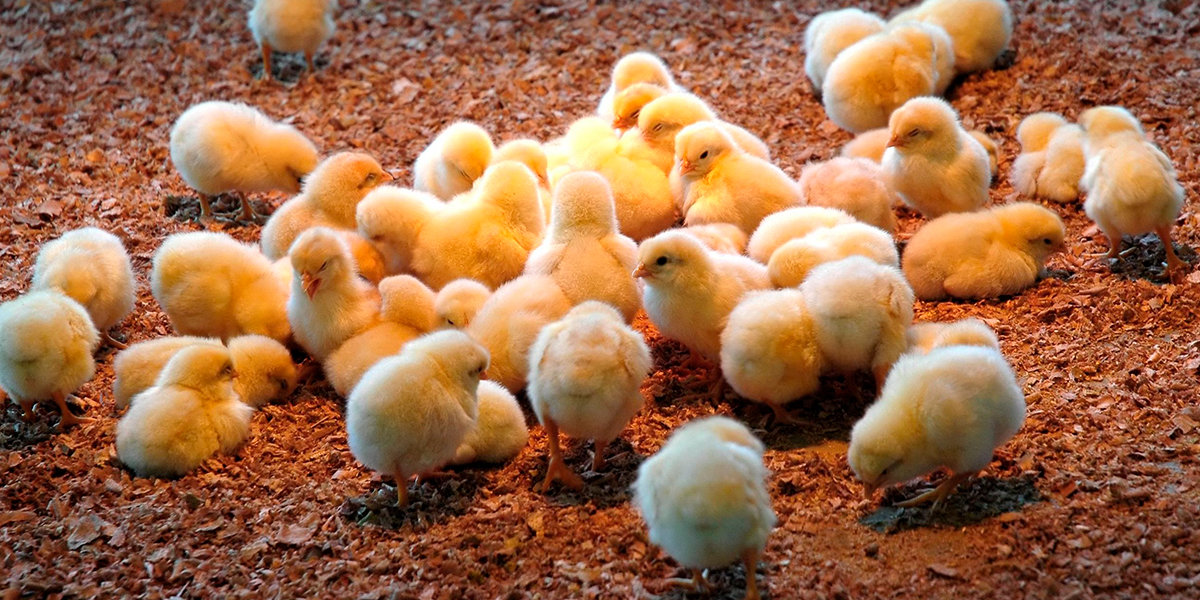 Descripción del abastecimiento de pollito de engorda a empresas ...