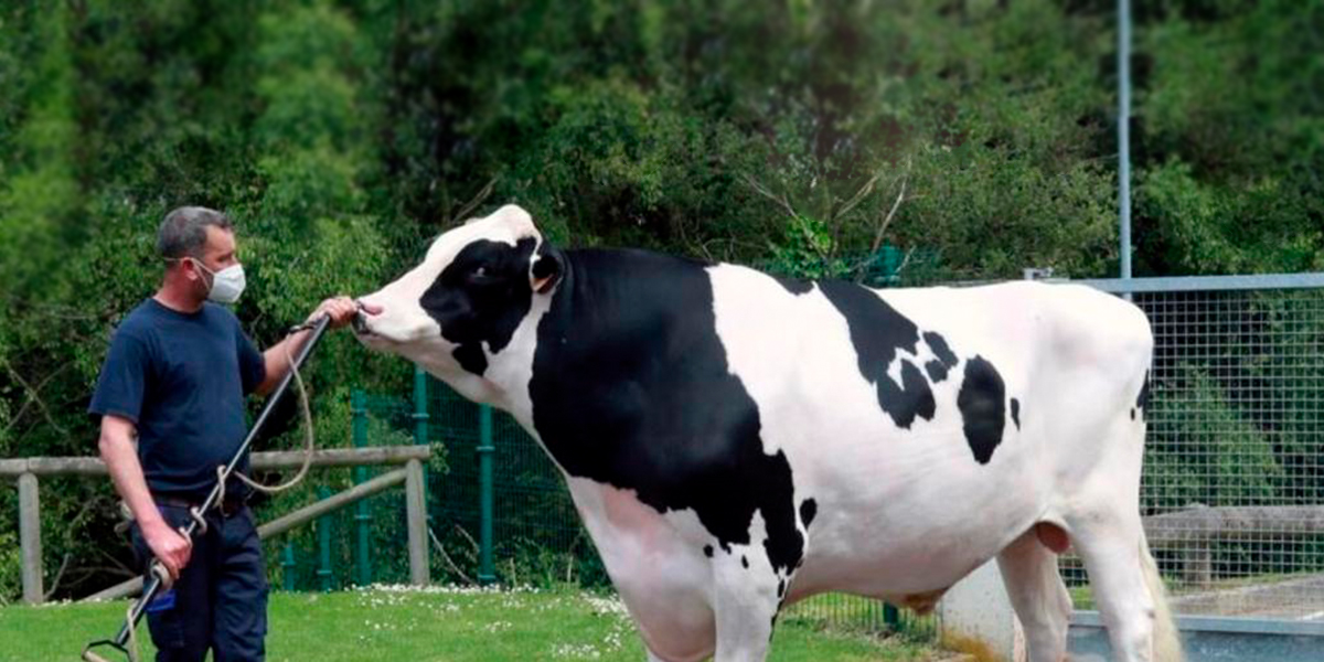 Cooperativa española, tiene ejemplar Holstein que pesa mil 400 kg - BM ...