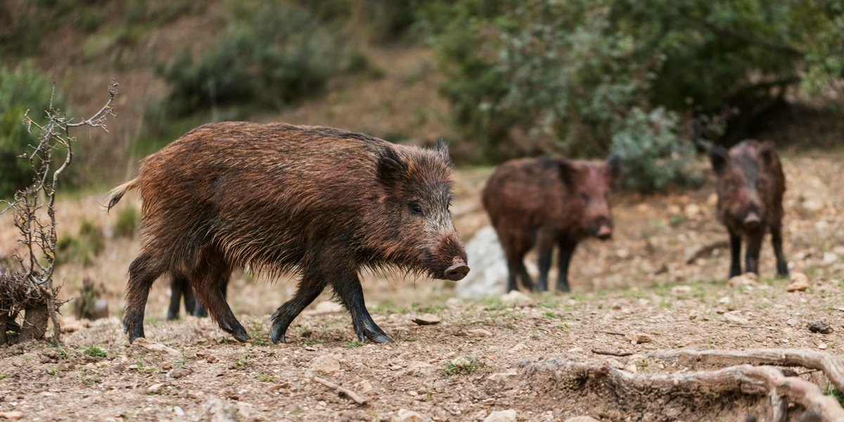 El jabalí enano, el más pequeño del mundo, regresó a la naturaleza - BM ...