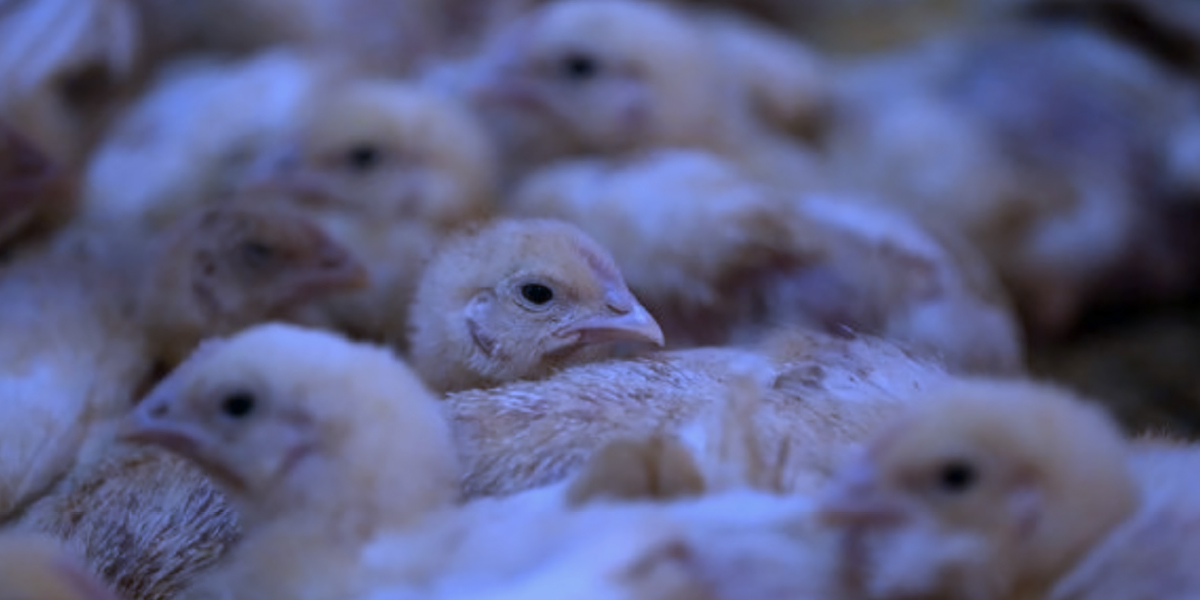 Efecto de un complejo enzimático en el comportamiento productivo de ...