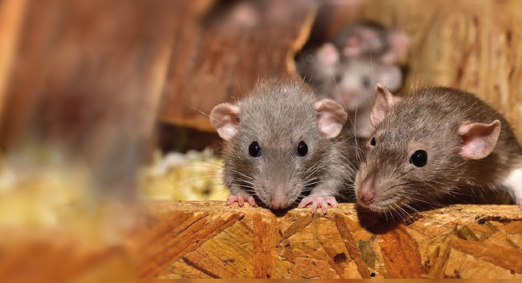 Chuck Magro, nuevo Director Ejecutivo de Corteva - BM Editores