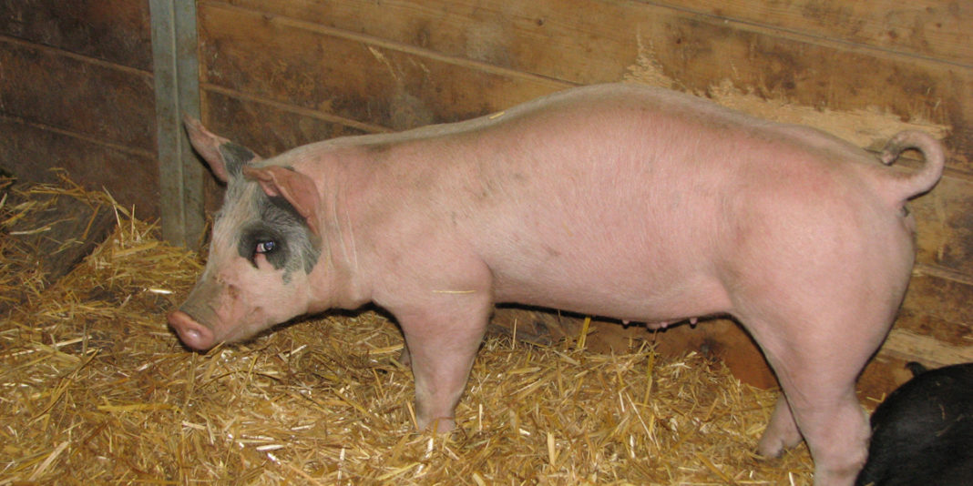 El ambiente del cerdo destetado. - BM Editores