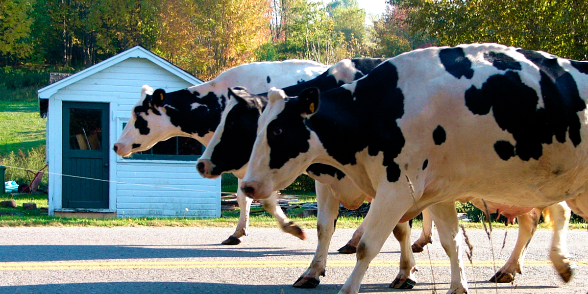 Un vistazo a la salud. Fiebre aftosa y Bio-seguridad - BM Editores