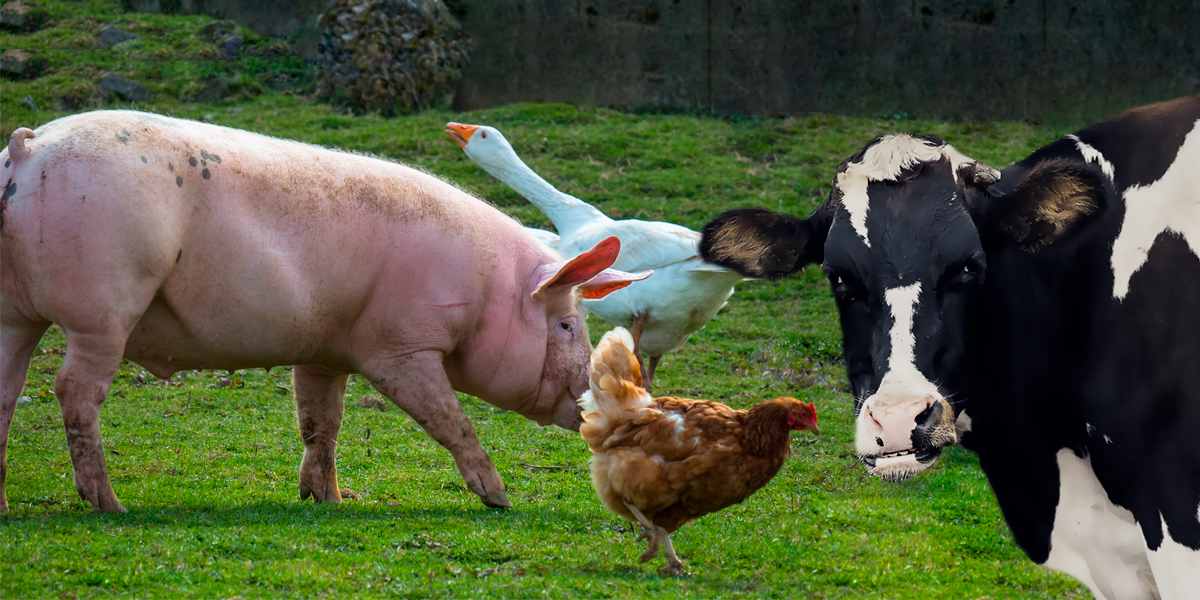 Destaca México a nivel mundial como productor de proteína animal - BM ...