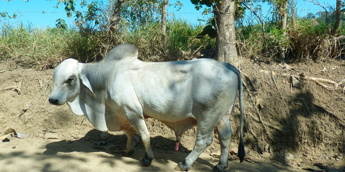 Evaluaciones genéticas del ganado cebú - BM Editores