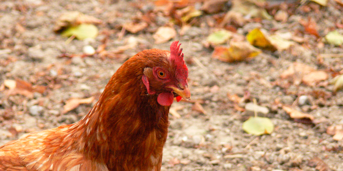 Tratamiento De La Peritonitis Por Huevos En Gallinas