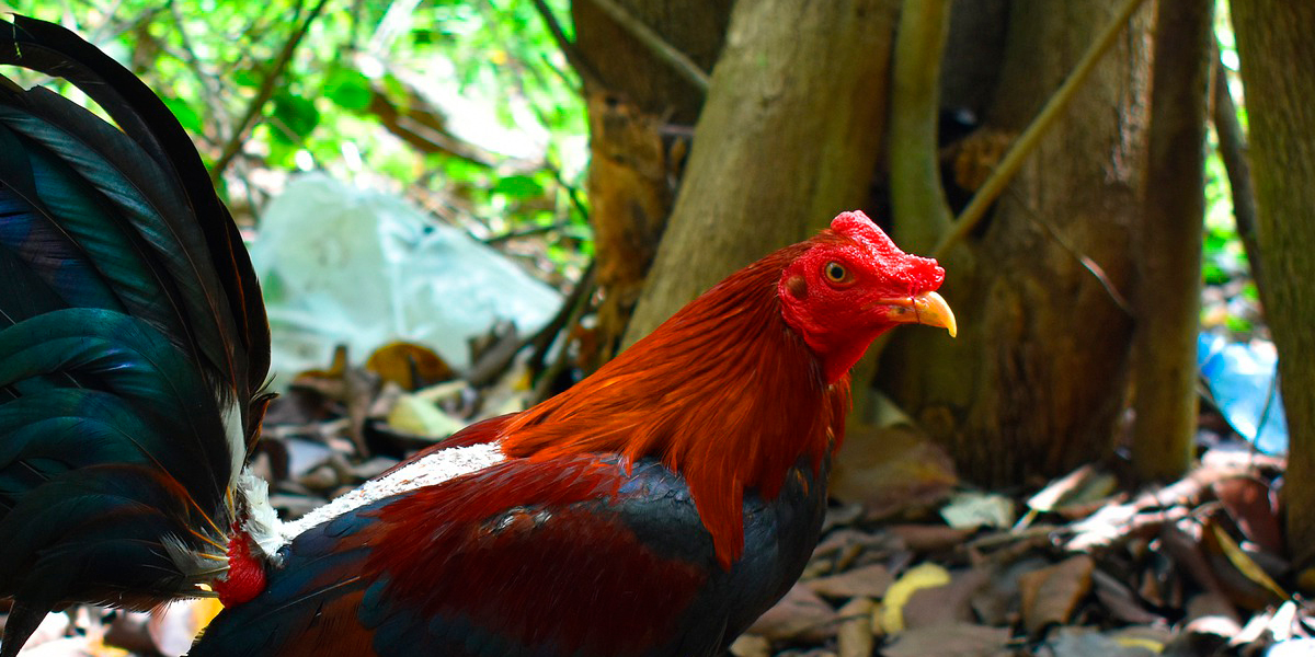 Nutrición del gallo: digestibilidad - BM Editores