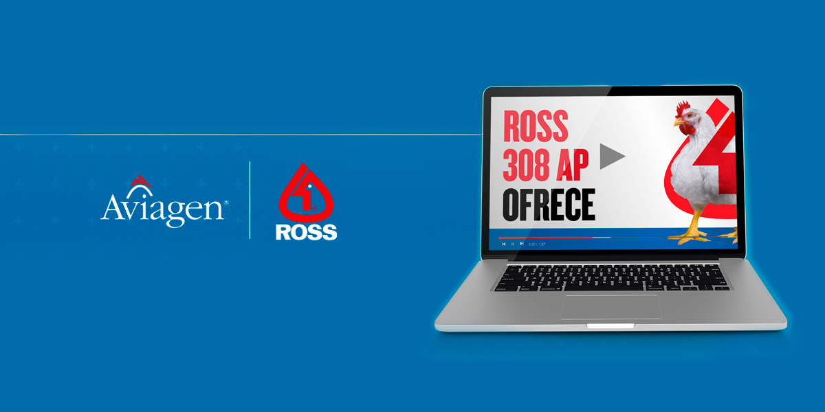 Conozca las ventajas que el Ross 308 le puede ofrecer - BM Editores