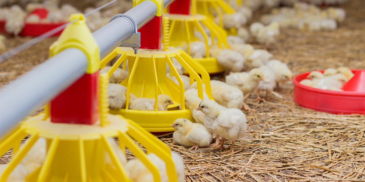 APA realizará el congreso de avicultura AVEM 2021 - BM Editores