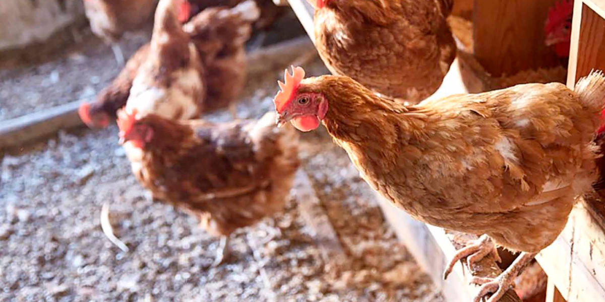 Revista De Tipos De Aves De Corral Estas Son Las Claves Para Prevenir