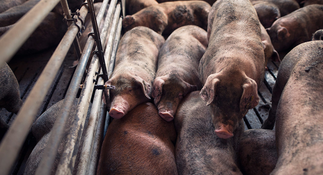 Elanco lleva a cabo el lanzamiento de la vacuna Prevacent PRRS - BM ...