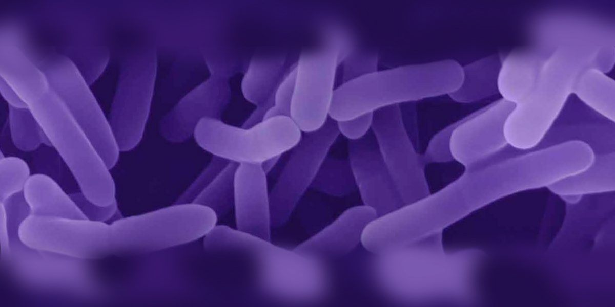 Broilact®: la microbiota correcta para la protección intestinal - BM ...