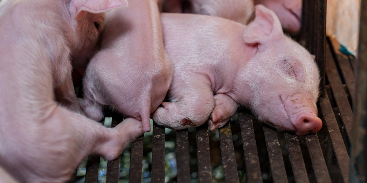 Asistencia del parto: Secado del lechón neonato - BM Editores