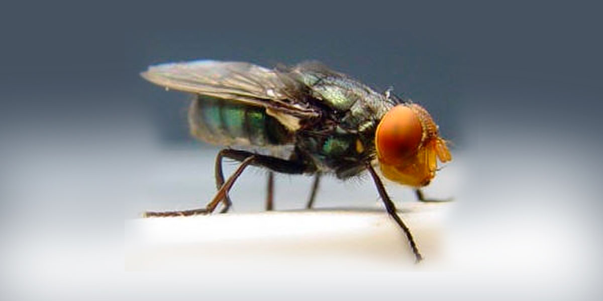 La mosca del gusano barrenador (Cochliomyia hominivorax) - BM Editores