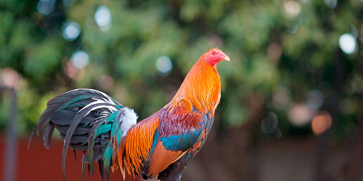 Evaluación de la vacunación contra la Enfermedad de Marek (EM) en aves ...