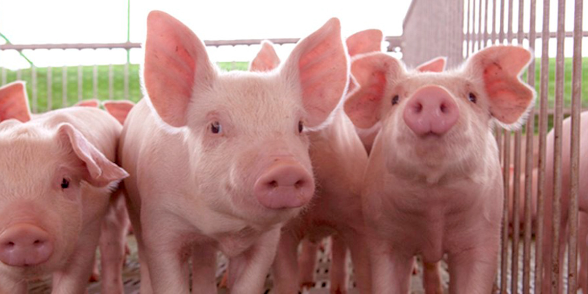 Uso del Mycofix Plus y Biotronic - BM Editores